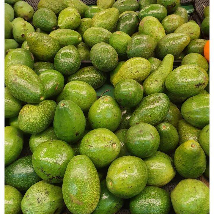 Pokok Avocado Mentega [REAL PLANT] | Lazada