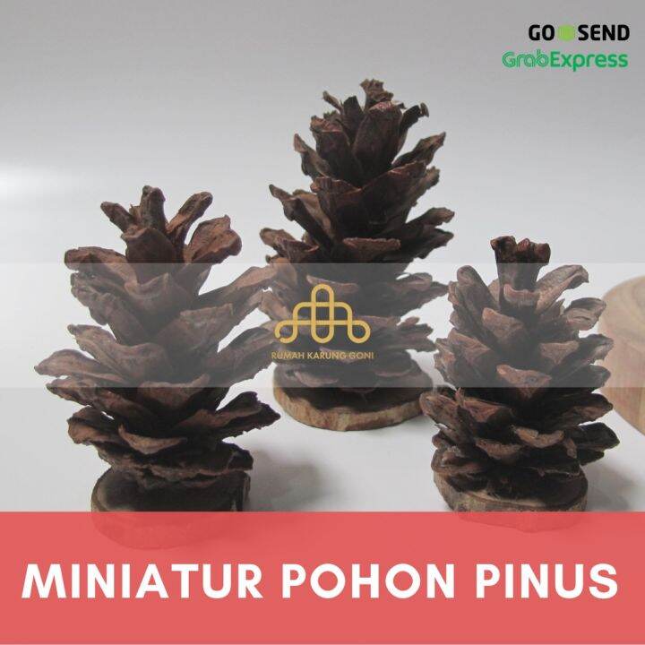 Miniatur Pohon Pinus – Properti Foto Rustik – Dekorasi Rumah Rustik ...