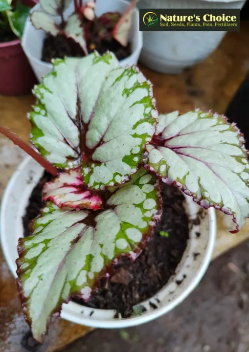 Begonia Rex Salsa (3-4 Leaves) with FREE garden soil, plastic pot and ...