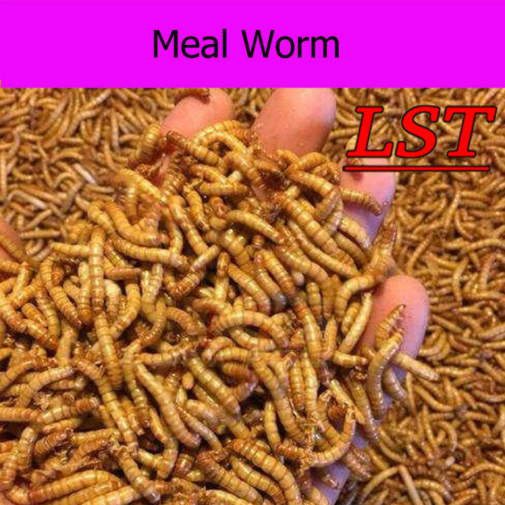 Life mealworm/super worm/Ulat roti hidup/活生生的麦虫/面包虫/黄粉虫 bird feed ...