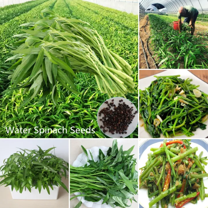 [Fast Germination] Ready Stock 50pcs Water Spinach Seeds Chinese ...