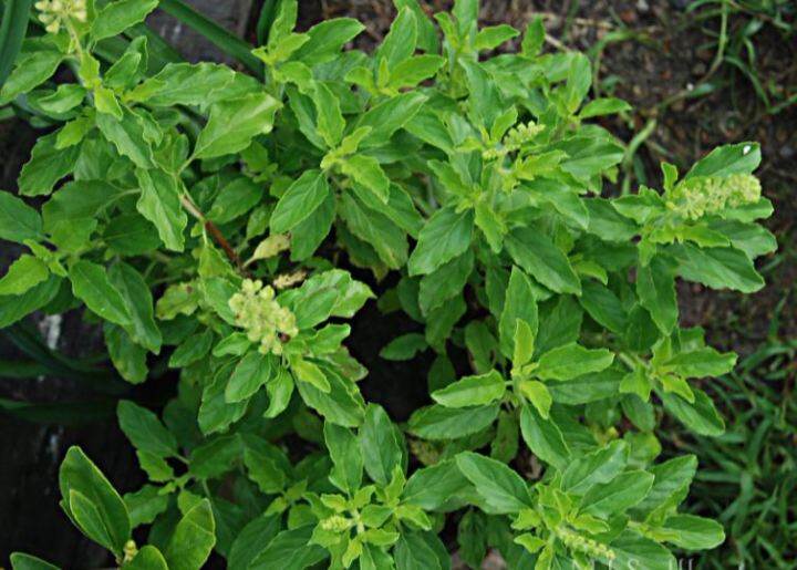 Pokok Holy Basil/ Pokok Tulasi ( 2 pokok) | Lazada