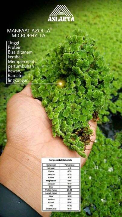 BIBIT AZOLLA 1KG BENIH AZOLA MICROPYLLA | Lazada Indonesia