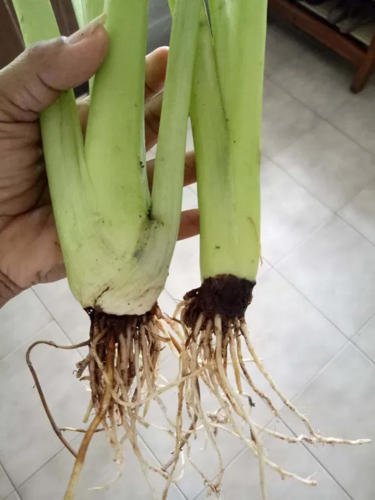 อ้อดิบ ชุด5ต้นคละขนาด(ล้างราก) เพื่อเพาะปลูก อ้้อดิบ ทูน ตูน คูน ผัก ...
