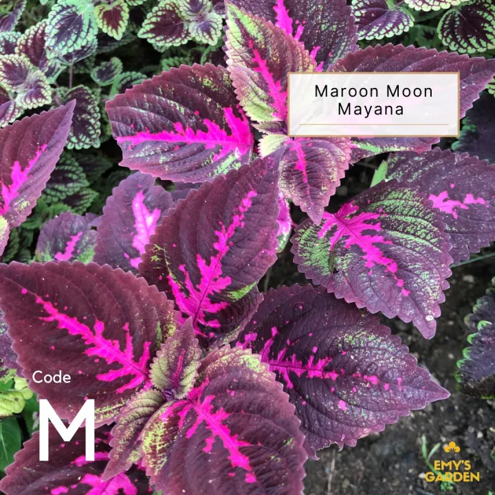 Maroon Moon Green Turning Red Mayana Cuttings Emys Garden | Lazada PH