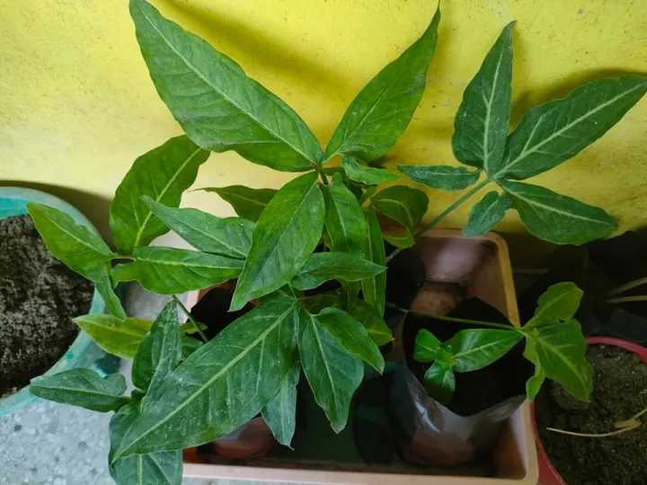 Murang Halaman Syngonium Podophyllum | Lazada PH