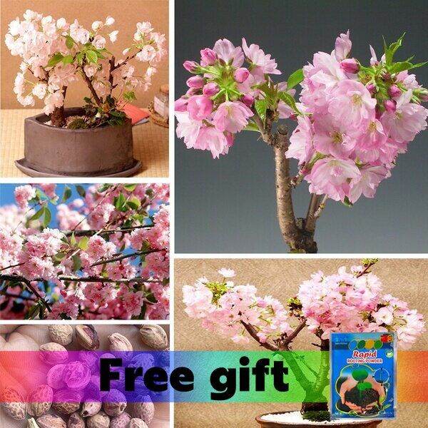 10Pcs/bag Bonsai Tree Seeds Rare Cherry Blossom Seeds Japanese Sakura ...