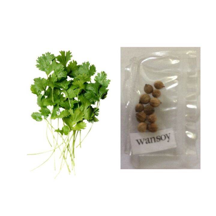 Wansoy coriander herb leaves seeds buy 1 take 1， 50 seeds (not plants ...