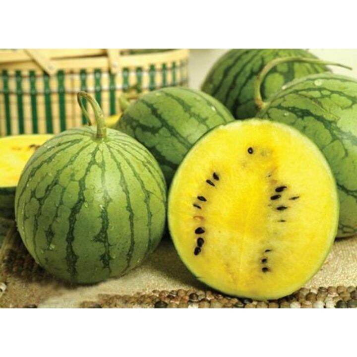Benih Tembikai Kuning 6pcsYellow Watermelon黄肉西瓜籽♗ | Lazada