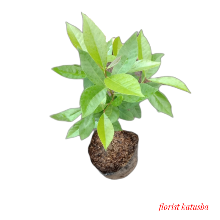 tanaman daun salam Syzygium polyanthum | Lazada Indonesia