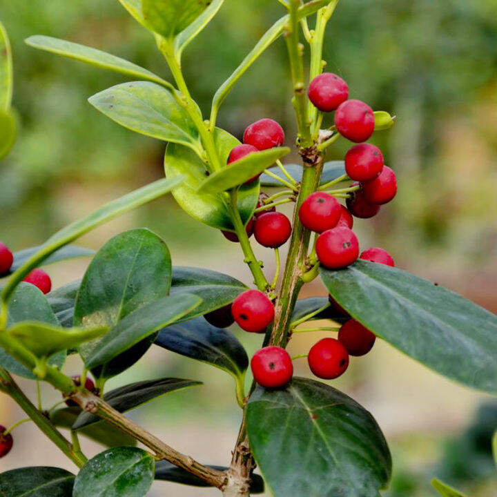 buy one get one free，50 seeds (not plants) Thorn Bone Seeds Ilex ...