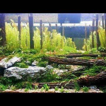 kayu aquascape aquarium kayu pinus | Lazada Indonesia