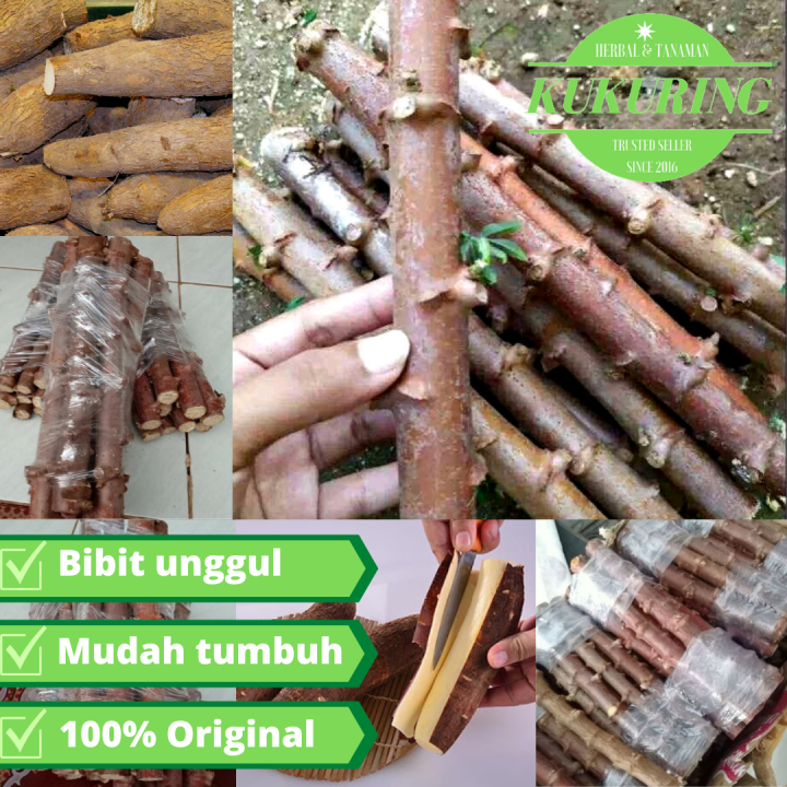 Bibit benih stek tanaman singkong mentega varietas unggulan | Lazada ...