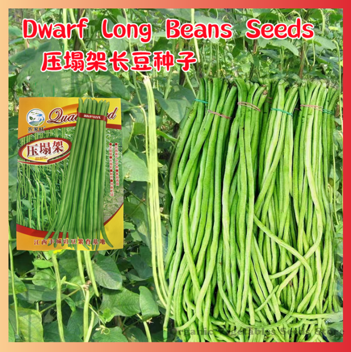 30 Seeds Organic Green Long Beans Seeds for Planting Benih Kacang ...