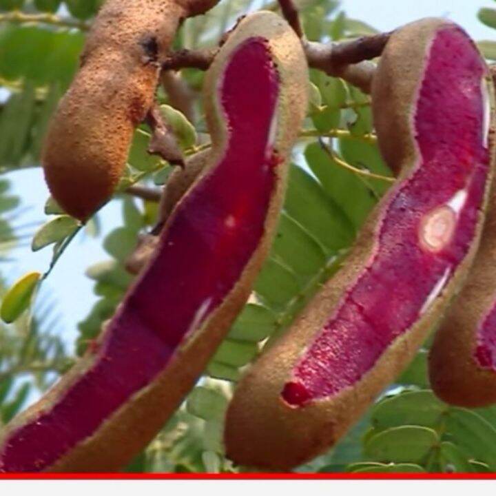 มะขามแดงสยาม(Siam red tamarind)ขนาด50ซม. | Lazada.co.th