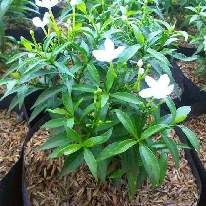 Tanaman hias rembosa mini murah / rembusa mini / tanaman rembosa hijau ...