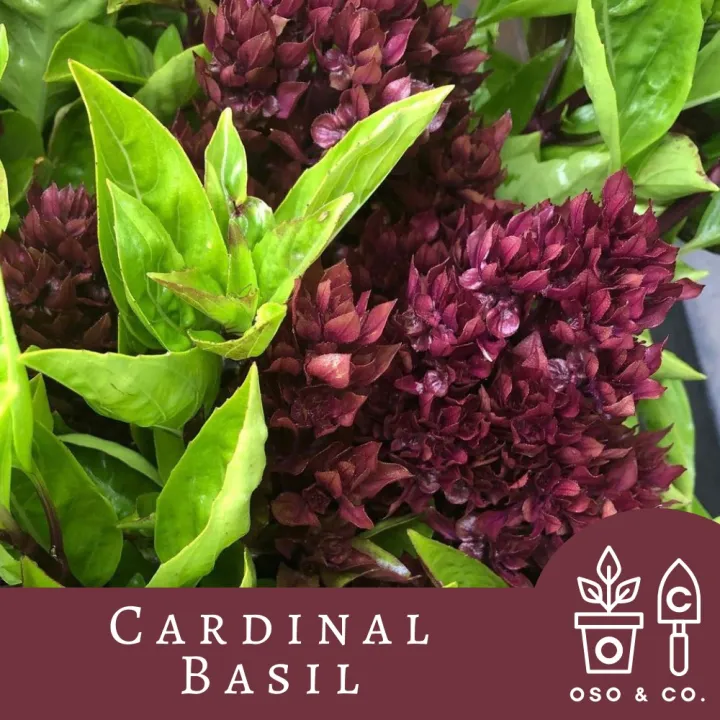 50 Seeds (buy 2 get 1 free) Cardinal Basil Ocimum Basilicum Oso Co ...