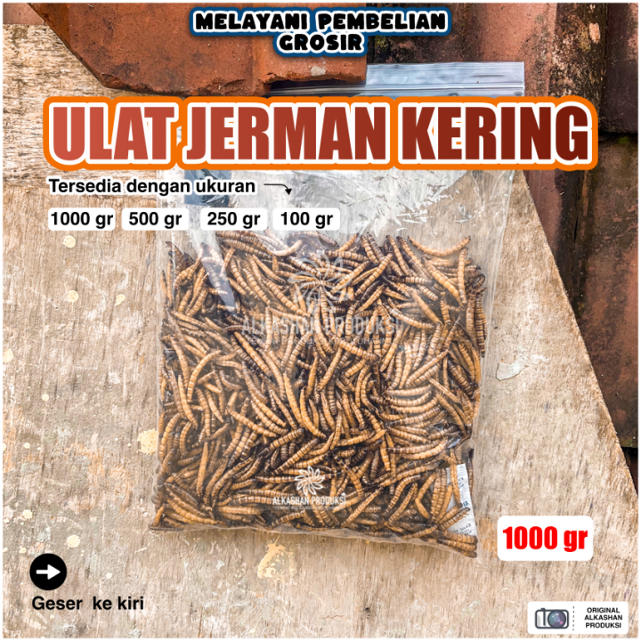 ULAT JERMAN KERING 1 KG | Lazada Indonesia