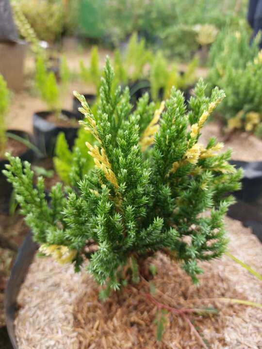 Variegated Cypress with FREE white plastic pot, pebbles and garden soil ...