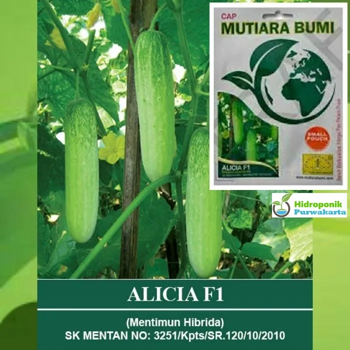 Benih Timun Mentimun Hibrida Alicia F1 Cap Mutiara Bumi Isi 200 Butir ...