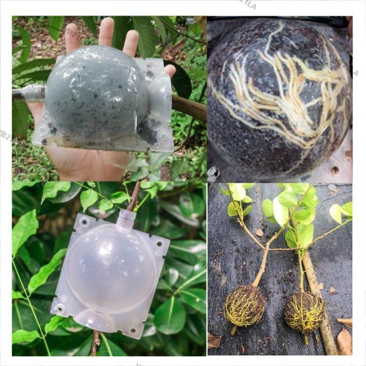 5pcs 8cm Fruit Plant Tree Rooting Ball Root Box Plastic Case ...