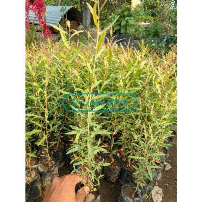 bibit tanaman kayu putih pohon minyak | Lazada Indonesia