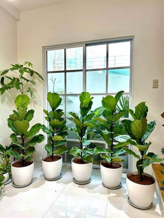 Fiddle plant | Lazada PH