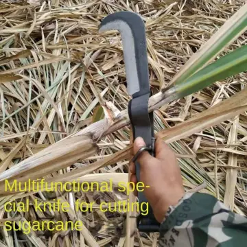 Harvesting Sugar Cane Blade