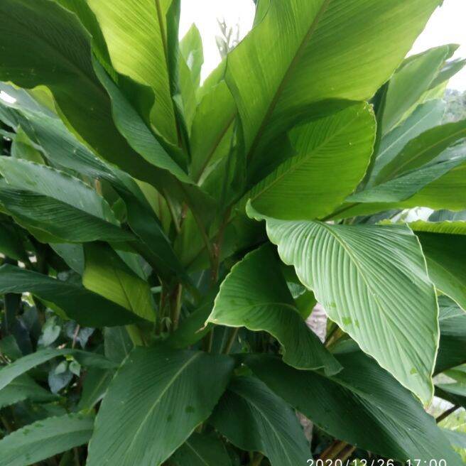 Daun renggak wresah atau hangasa 1kg | Lazada Indonesia