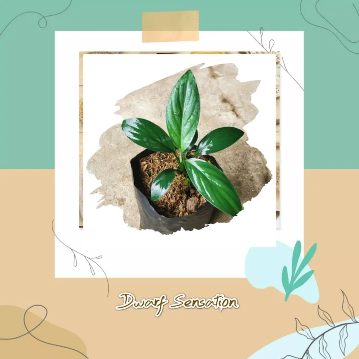 Dwarf Sensation | Lazada PH