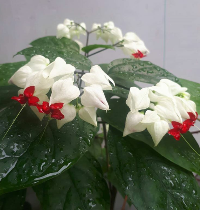 Tanaman Nona makan sirih bunga putih - Clerodendrum thomsoniae White ...