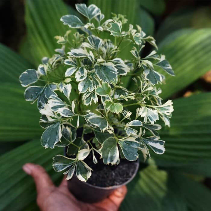 Polyscias 'Dwarf Variegata' - Tanaman hias varigata / bibit tanaman ...