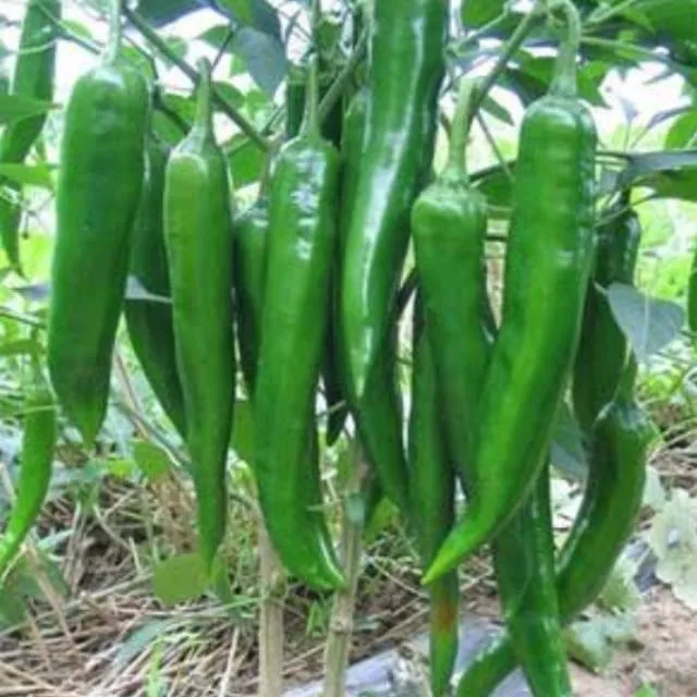 Benih Biji Cabe Cabai Lombok Gede Hijau Hejo Ijo Besar Big Spicy Green ...