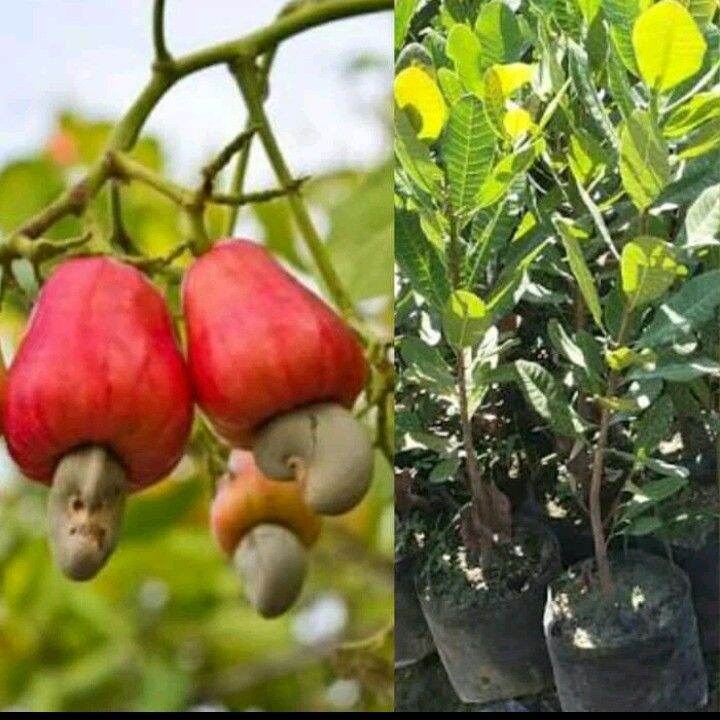 Bibit Pohon Jambu Mete - Buah Jambu Mede - Tanaman Jambu Monyet ukuran ...