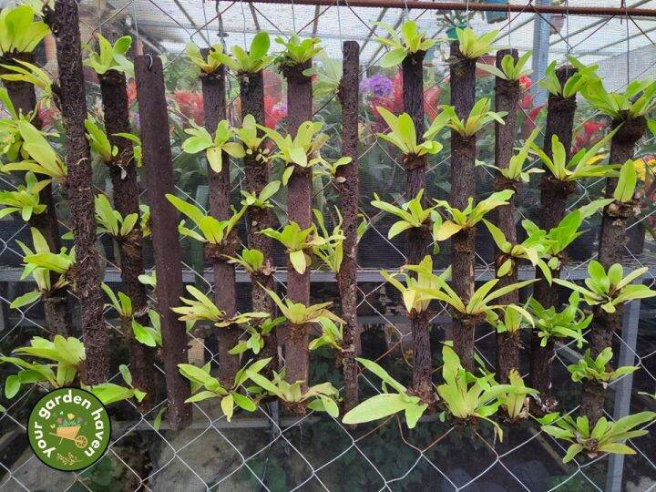 Pakpak Lawin in Fern Pole (4 pcs) | Lazada PH