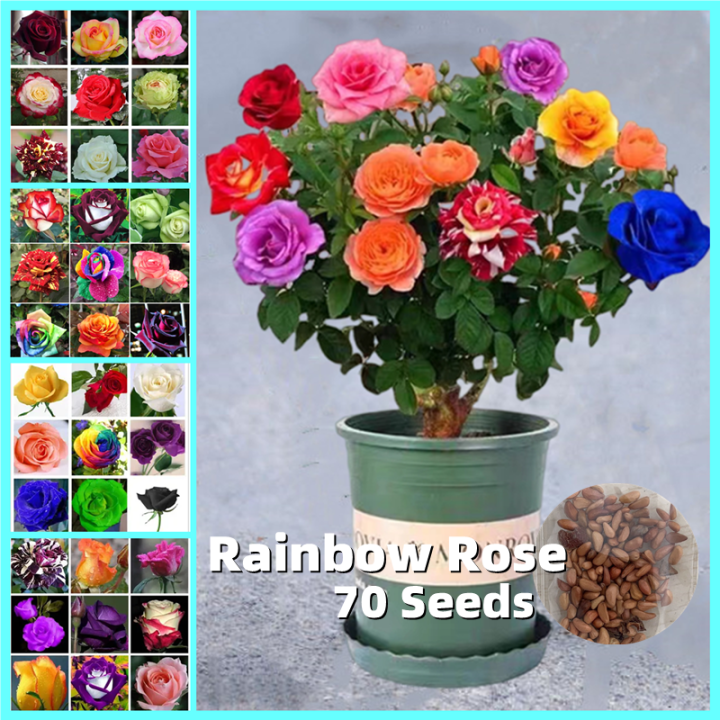 100% Original 70pcs Multicolored Rose Seeds for Planting Fragrant ...