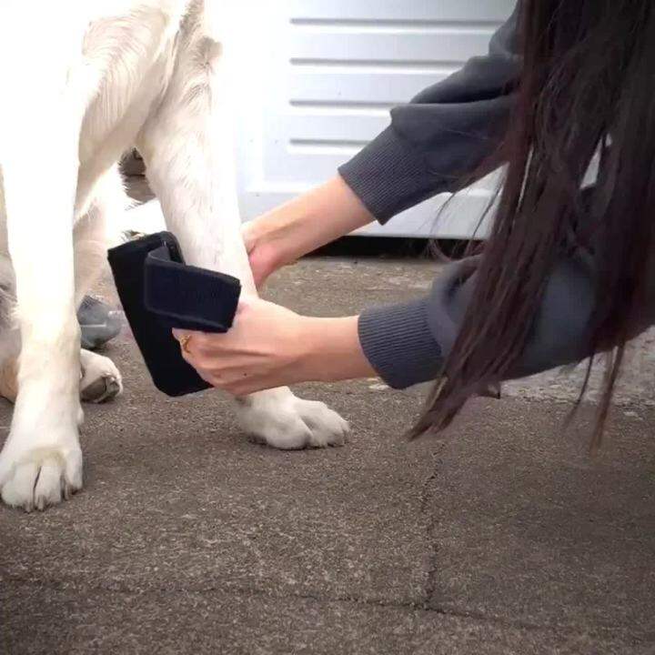 2023 Dog Fracture Fixation Splint Joint Protection Leg Protection Lying ...