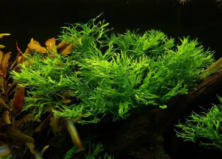 Aquatic Plants Microsorum pteropus «Windelov» on Driftwood | Lazada