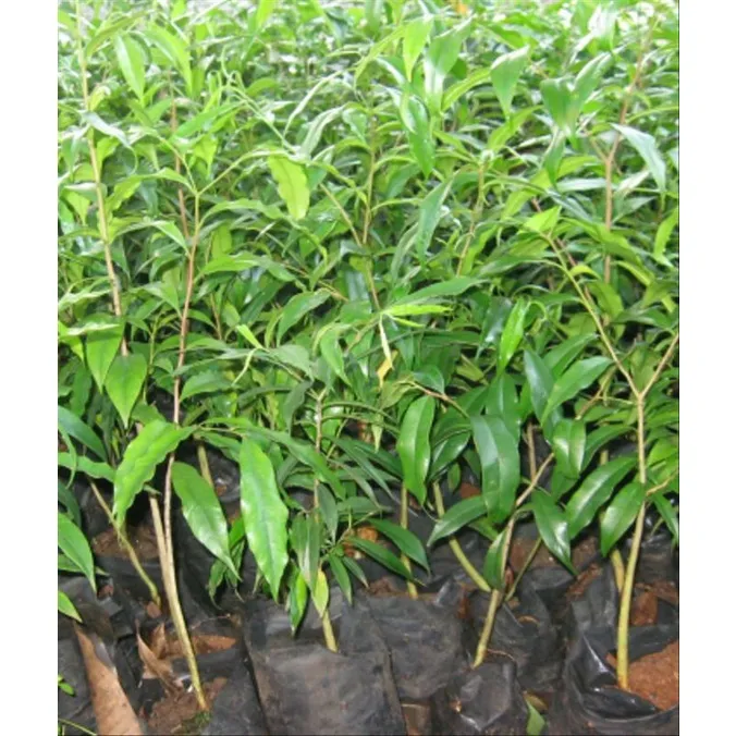 Bibit Kayu Gaharu isi 10 pohon | Lazada Indonesia