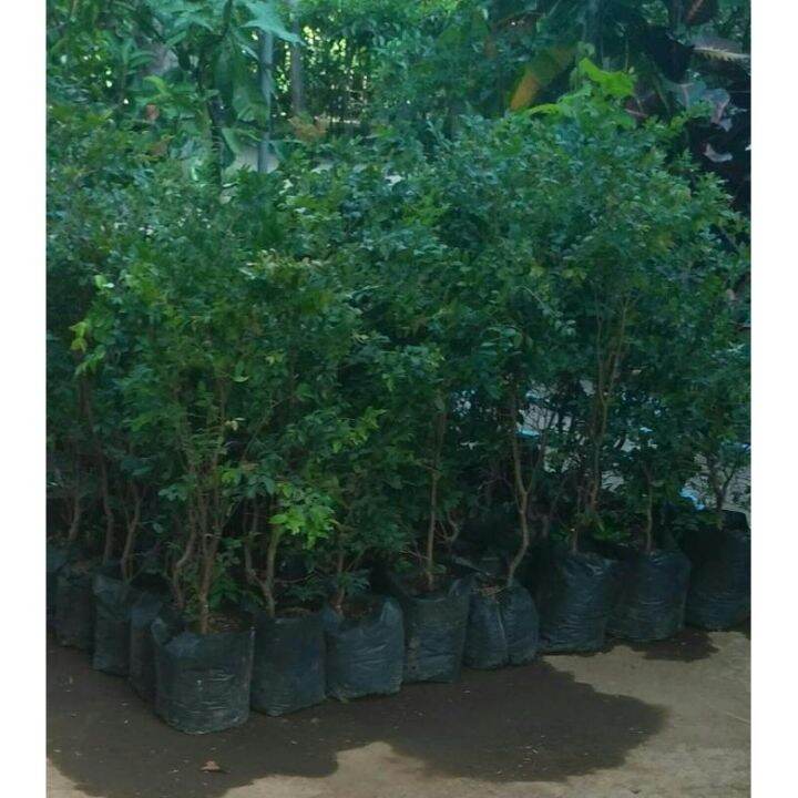 Gprs Bibit Tanaman Buah Anggur Brazil / Anggur Pohon Restock | Lazada ...