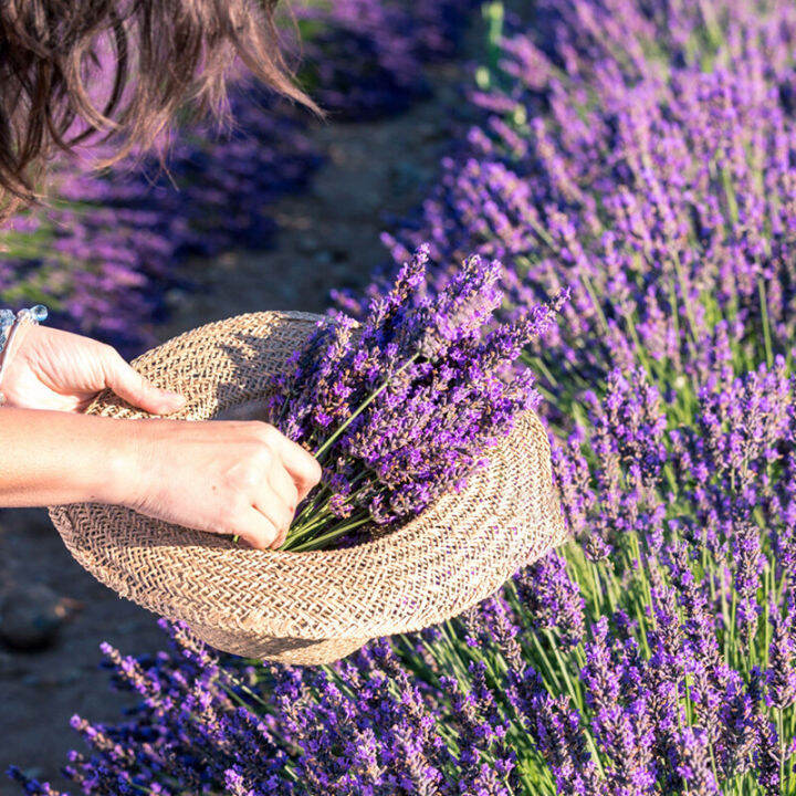 Malaysia Ready Stock 50 pcs Lavender Lavandula Officinalis Seeds Benih ...