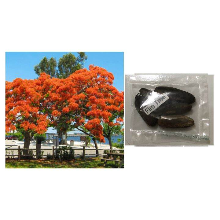 Philippine Fire Tree