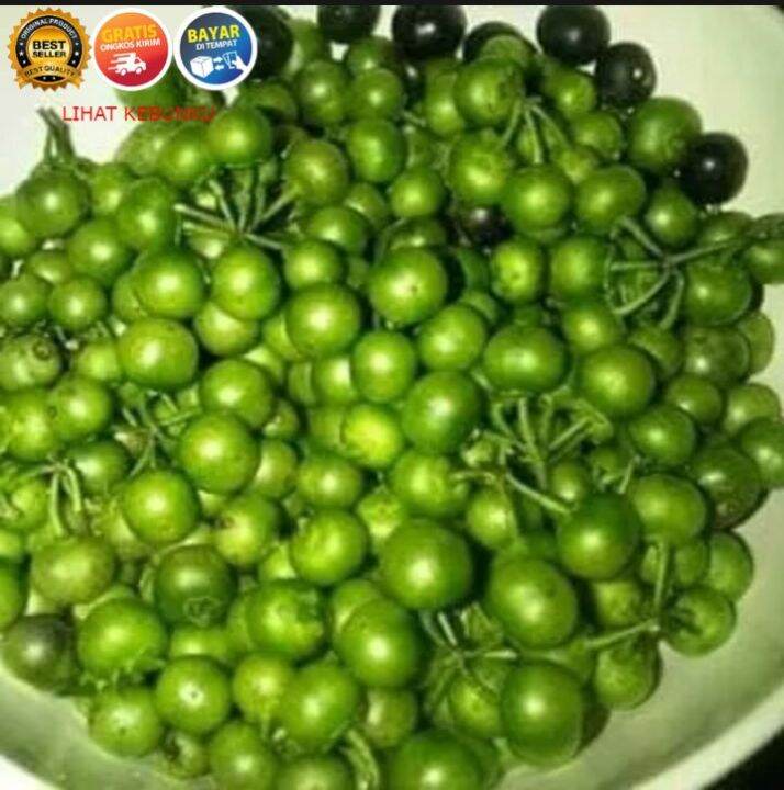 lenca segar sayuran lenca fres dari pohon lenca 1kg kualitas terbaik ...