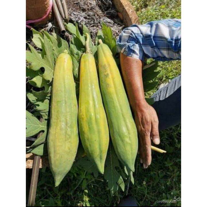 High quality seeds in stock in Thailand, plump seeds, plump seeds ...