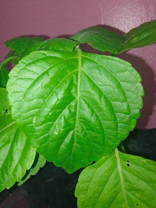 LIVE PLANT-RAMA TULASI/LAKSHMI TULASI,/OCIMUM TENUIFLORUM/OCIMUM ...