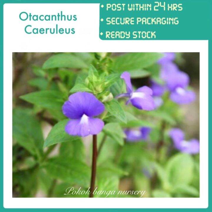 PBN - Otacanthus caeruleus - Amazon blue cat’s eye Brazilian snapdragon ...