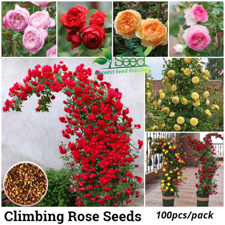 [Fast Germination] Climbing Rose Seeds for Planting (100 seeds/bag, Mix ...