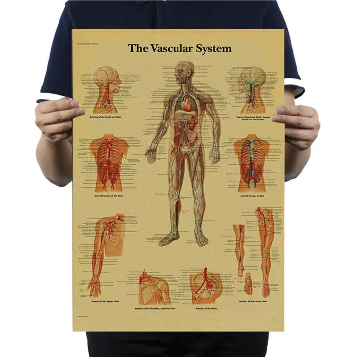 Vascular System Chart Poster Map Structure Poster Skeleton Retro Kraft Paper Sticker Vintage ...