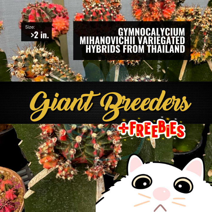 Gymnocalycium mihanovichii variegated grafted hybrids cactus gymno ...