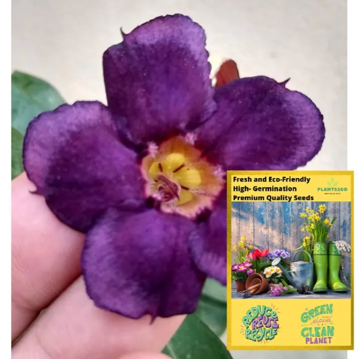 Premium-Quality " Adenium Seeds Plain Violet V53 " 1 Gram Approximately ...